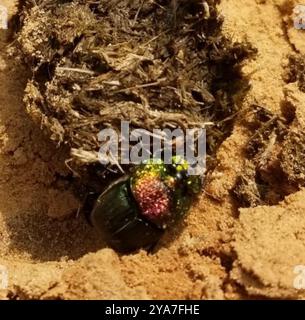 Rainbow Scarab (Phanaeus vindex), Insecta, Windsor Forest, Savannah, GA ...