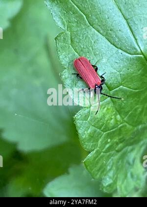 (Platycis minutus) Insecta Stock Photo - Alamy