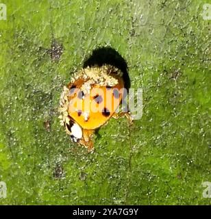 (Hesperomyces harmoniae) Fungi Stock Photo - Alamy
