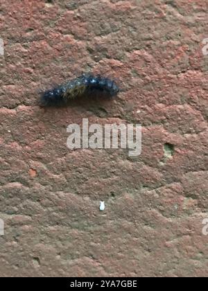 Isabella Tiger Moth (Pyrrharctia isabella) Insecta Stock Photo - Alamy