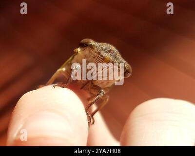 Davis's Southeastern Dog-day Cicada (Neotibicen davisi) Insecta Stock ...