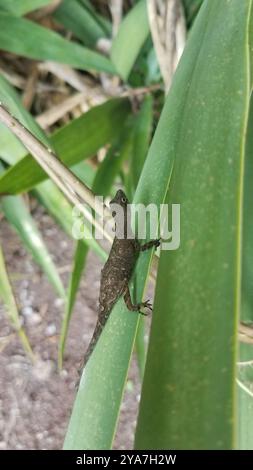 Humble Anole (Anolis humilis), Reptilia, H369+CMG, Provincia de ...