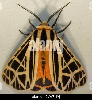 Parthenice Tiger Moth (Apantesis parthenice) Insecta Stock Photo - Alamy