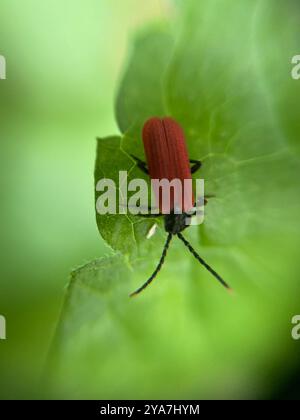 (Platycis minutus) Insecta Stock Photo - Alamy