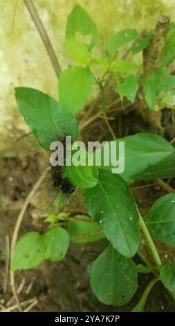 Tiger Moths (Arctiini) Insecta Stock Photo - Alamy