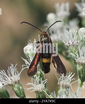 Boneset Borer Moth (Carmenta pyralidiformis) Insecta Stock Photo - Alamy