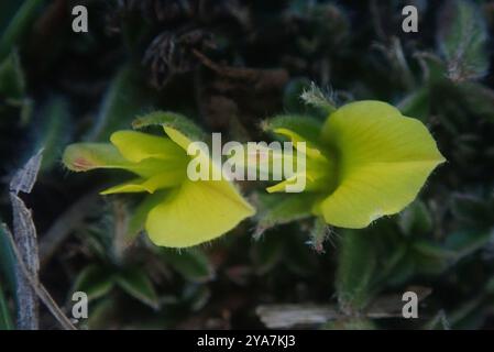 (Lotononis pungens) Plantae Stock Photo - Alamy