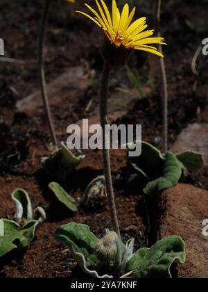 Butter Gerbera (Gerbera ambigua) Plantae Stock Photo - Alamy