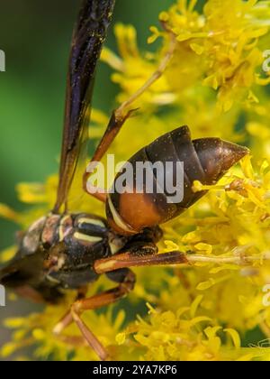 (Xenos peckii) Insecta Stock Photo - Alamy