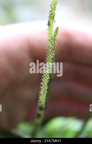 radiator plants (Peperomia) Plantae Stock Photo - Alamy