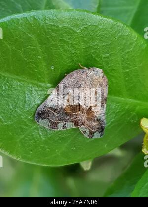 Black planthopper (Ricania speculum), Insecta, 5V6H+H9H, Idimuzhikkal ...