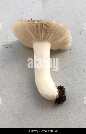 Modest Russula (Russula modesta) Fungi Stock Photo - Alamy