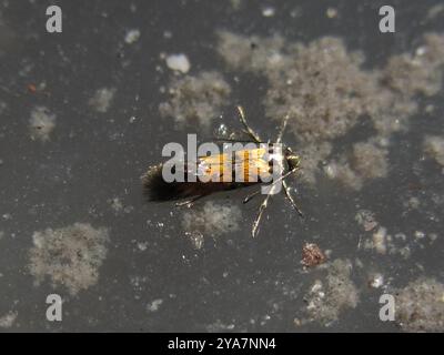 Spinach moth (Chrysoesthia drurella) Insecta Stock Photo - Alamy