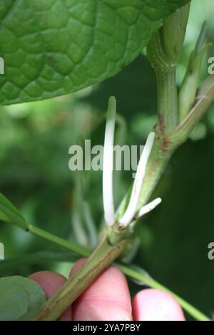 pariparoba (Piper umbellatum) Plantae Stock Photo - Alamy