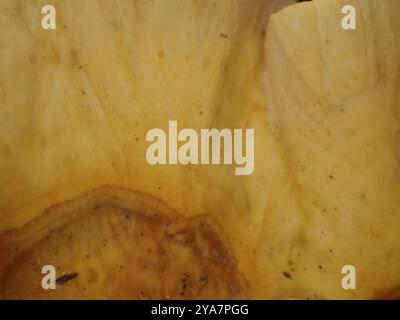 (Stereum versicolor) Fungi Stock Photo - Alamy