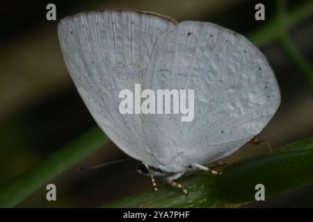 Indian Sunbeam (Curetis thetis) Insecta Stock Photo - Alamy