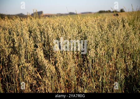 Oat plantation (Avena sativa and Avena byzantina) in a large sunny ...