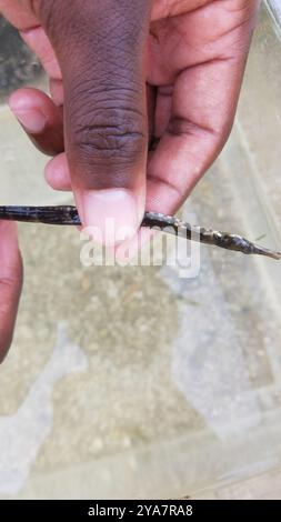 Northern Pipefish (Syngnathus fuscus) Actinopterygii Stock Photo - Alamy
