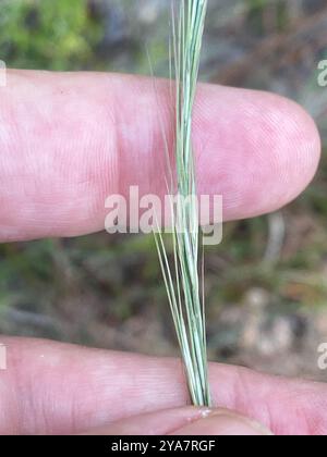 Arrowfeather Threeawn (Aristida purpurascens) Plantae Stock Photo - Alamy