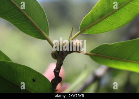 (Ficus pertusa) Plantae Stock Photo - Alamy