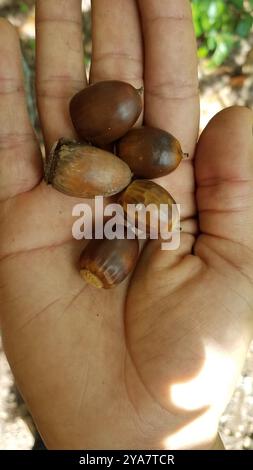 k’antulán (Quercus segoviensis) Plantae Stock Photo - Alamy