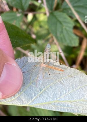 Typical Crane Flies (Tipuloidea), Insecta, Berea, KY, US, Found in ...