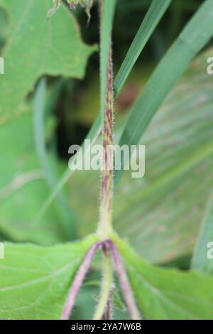 (Smallanthus maculatus) Plantae Stock Photo - Alamy