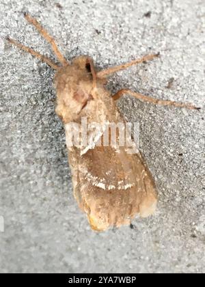 Orange Swift (Triodia sylvina) Insecta Stock Photo - Alamy
