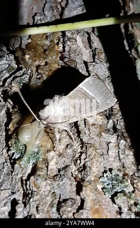 Stalk Borer Moth (Papaipema nebris) Insecta Stock Photo - Alamy