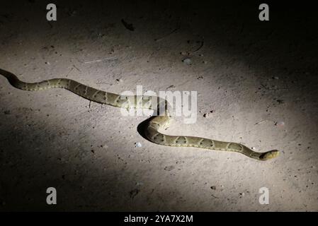 Brazilian Lancehead (Bothrops moojeni) Reptilia Stock Photo - Alamy