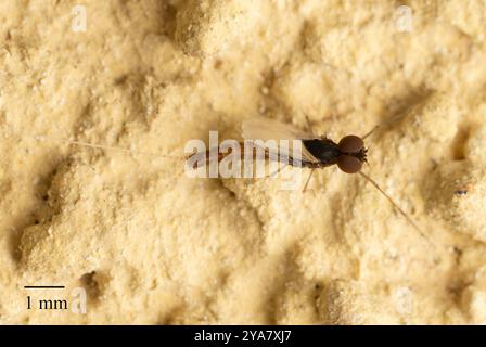 Blue-winged Olives (Baetis) Insecta Stock Photo - Alamy