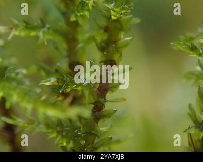 Giant Calliergon Moss (Calliergon giganteum) Plantae Stock Photo - Alamy