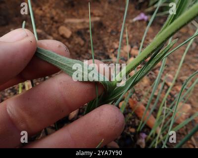 (Afroaster serrulatus) Plantae Stock Photo - Alamy