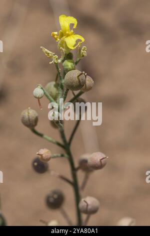 Straight Bladderpod (Physaria rectipes) Plantae Stock Photo - Alamy