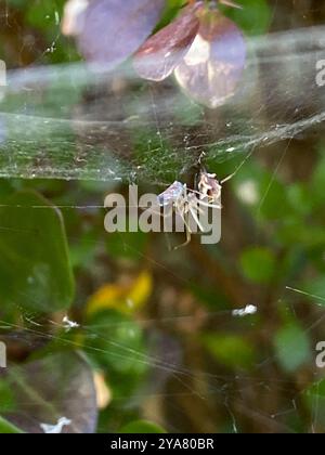 Sheetweb Spiders (Linyphia) Arachnida Stock Photo - Alamy