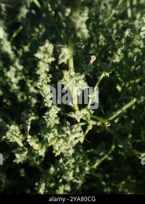 thickleaf orach (Atriplex dioica) Plantae Stock Photo - Alamy