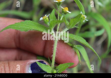 galinsogas (Galinsoga) Plantae Stock Photo - Alamy