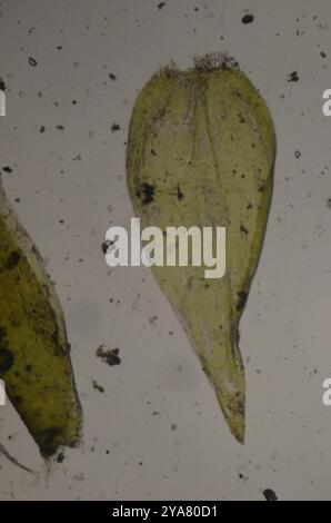Drab Brook-moss (Hygrohypnum luridum) Plantae Stock Photo - Alamy