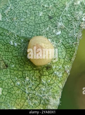 (Polystepha globosa) Insecta Stock Photo - Alamy