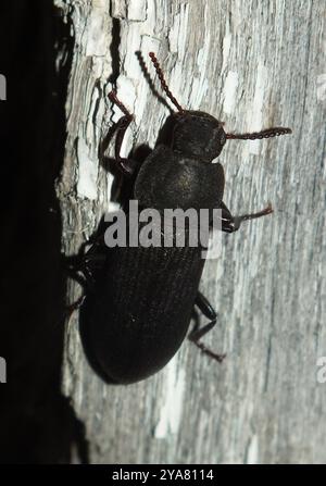 Dark Mealworm (Tenebrio obscurus) Insecta Stock Photo - Alamy