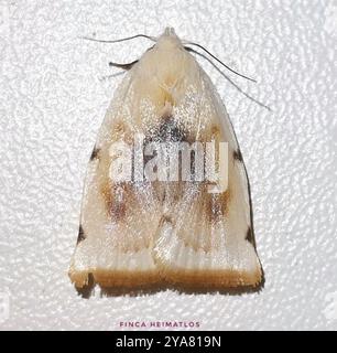Flat-bodied moths (Depressariidae) Insecta Stock Photo - Alamy