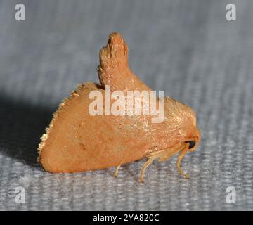 Red-crossed Button Slug Moth (Tortricidia pallida) Insecta Stock Photo ...