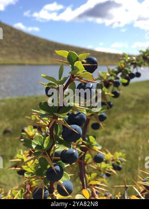 Magellan Barberry (Berberis microphylla), Plantae, Ushuaia, Tierra del ...