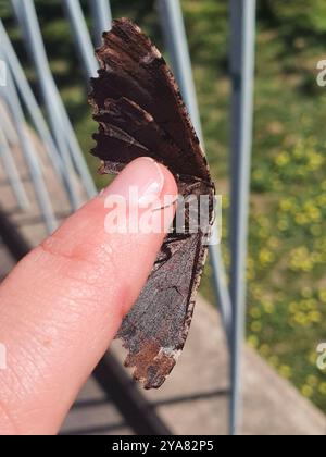 Sinister Moth (Pholodes sinistraria) Insecta Stock Photo - Alamy
