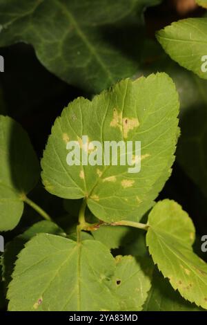 (Protomyces macrosporus) Fungi Stock Photo - Alamy