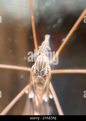 Large Crane Flies (Tipulidae) Insecta Stock Photo - Alamy
