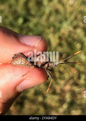 (Acanthocephala terminalis) Insecta Stock Photo - Alamy