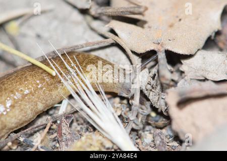 Earshell Slug (Testacella haliotidea) Mollusca Stock Photo - Alamy