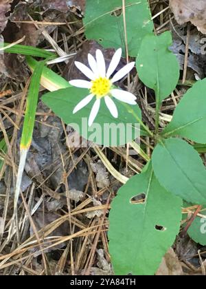 bouquet aster (Eurybia mirabilis) Plantae Stock Photo - Alamy