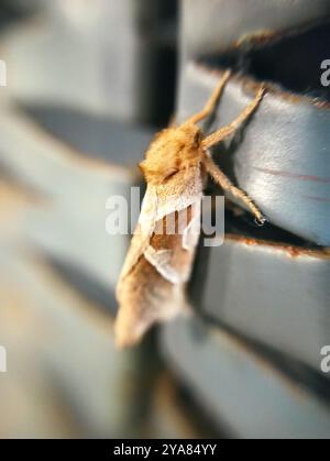Orange Swift (Triodia sylvina) Insecta Stock Photo - Alamy